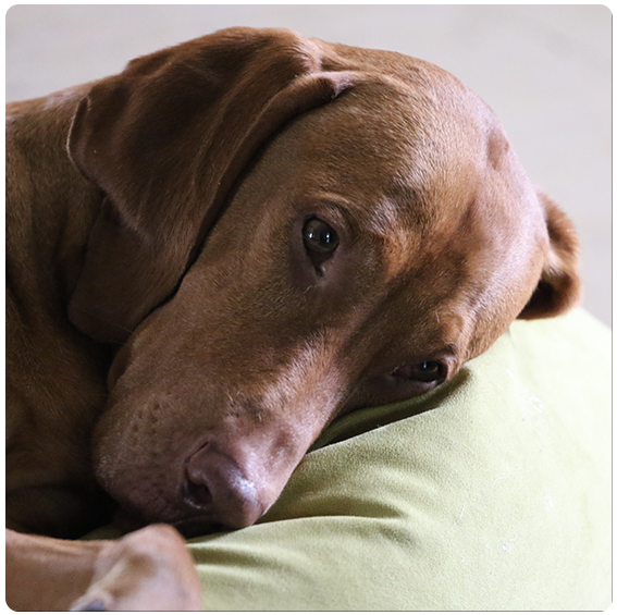 L'histoire de Clébard-concept concepteur de coussins pour chiens