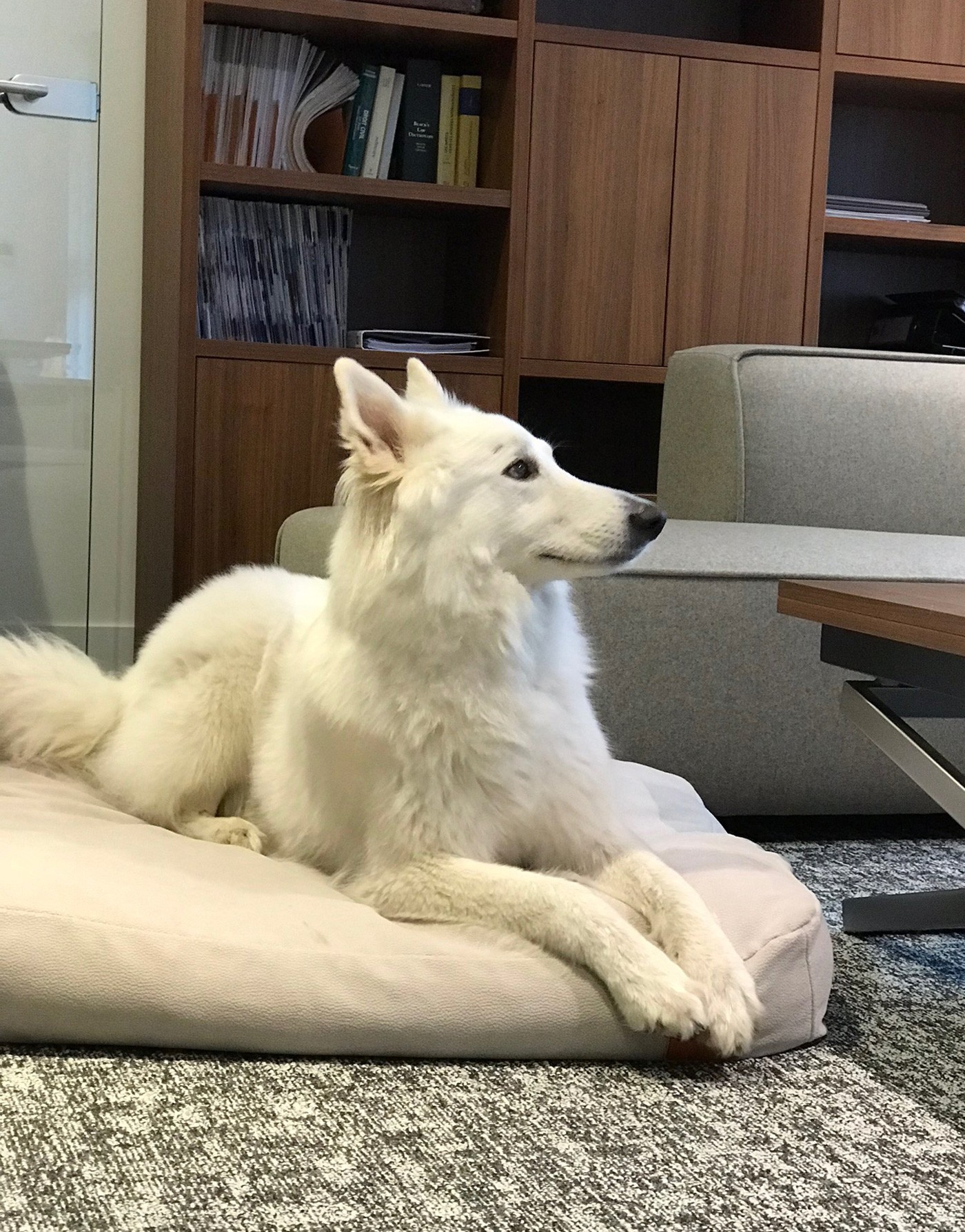 Housse de coussin pour chien déhoussable - Bleu Paon - Collection Sofa ...