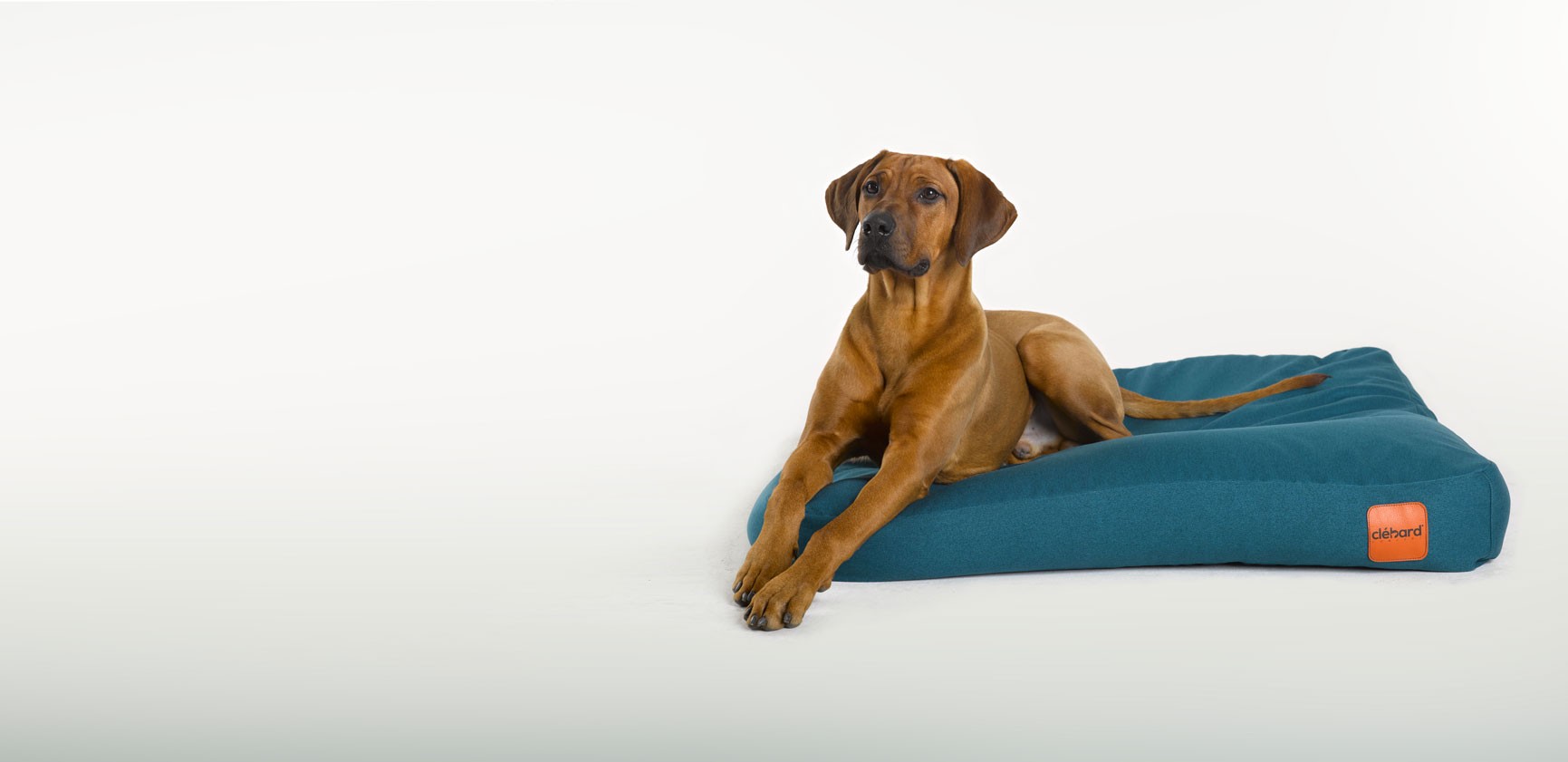 Le spécialiste des coussins pour chien haut de gamme - Clébard-concept